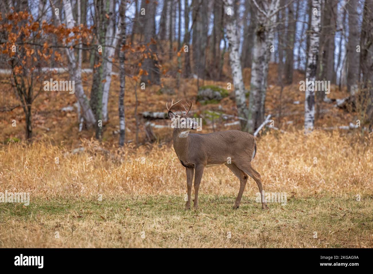 White-tailed buck during the rut in northern Wisconsin Stock Photo - Alamy