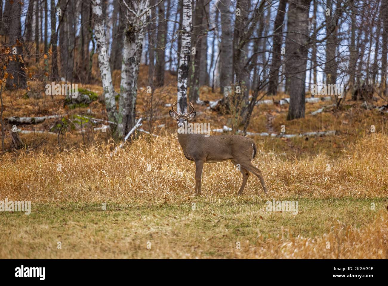 White-tailed buck during the rut in northern Wisconsin Stock Photo - Alamy