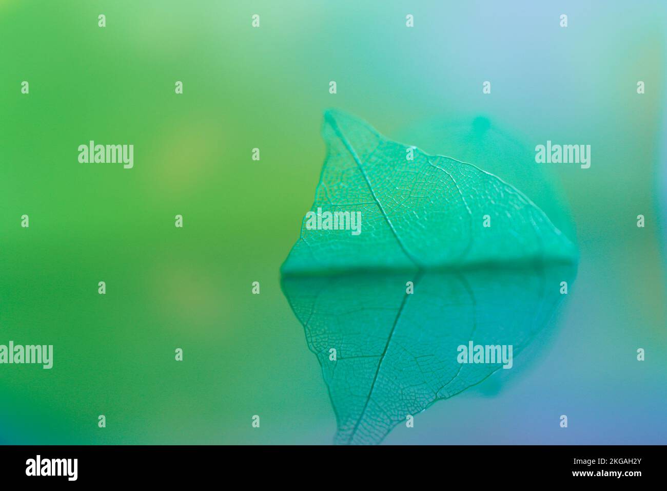 Skeleton Leaf with reflection.Beautiful wallpaper in green and blue ...