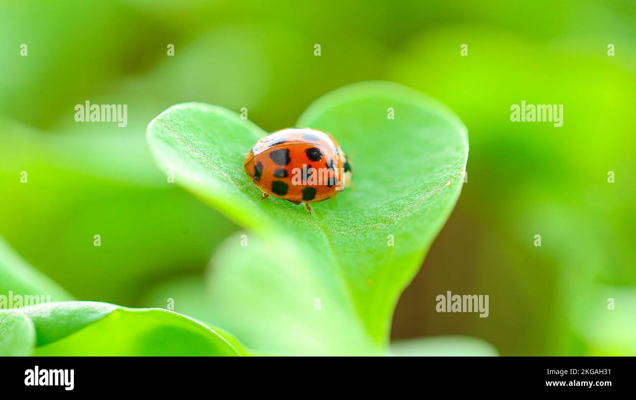 Ladybug on a green lettuce leaf.plant growing and farming . Insects and ...