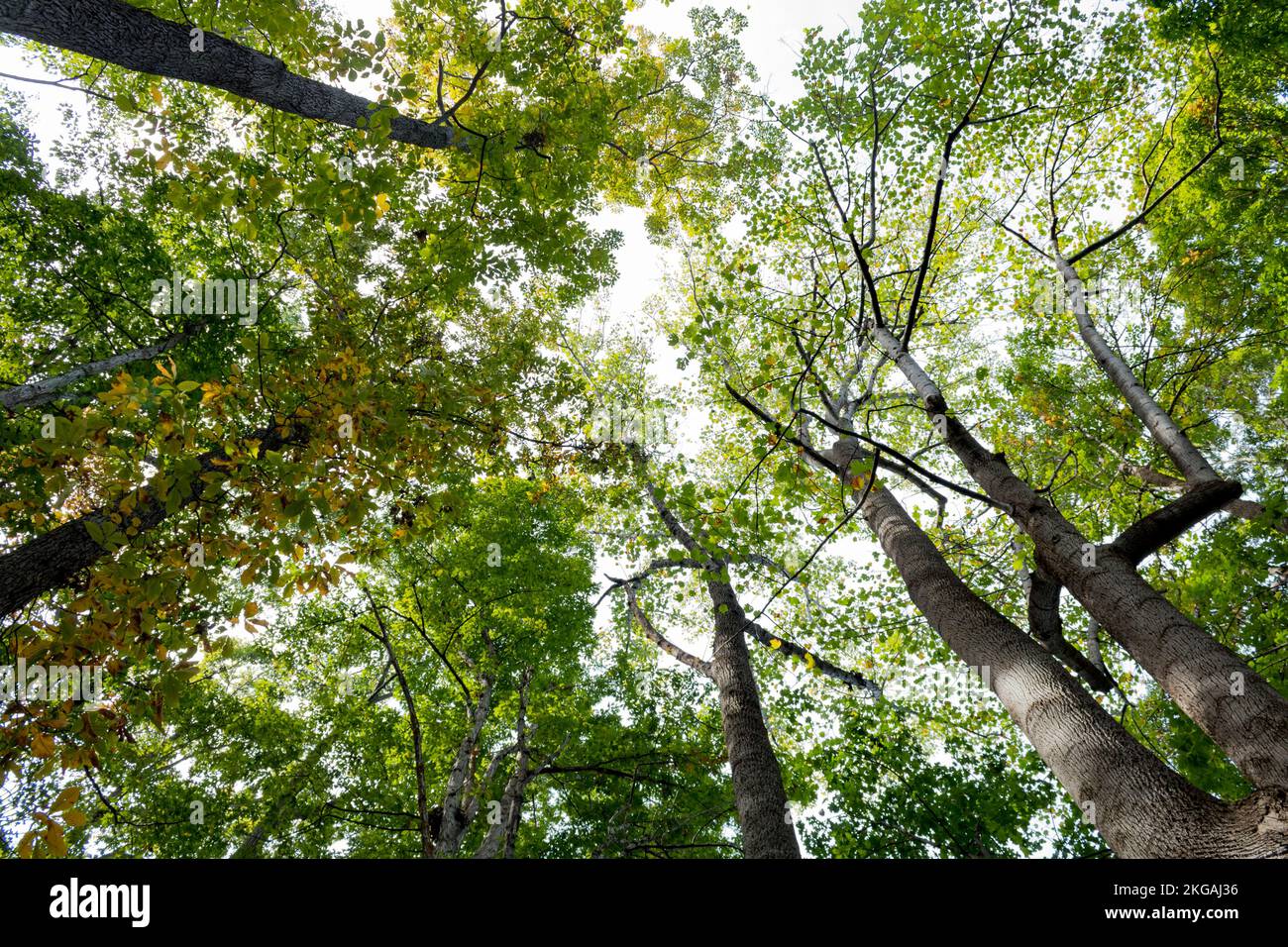 Canopy ecology hi-res stock photography and images - Alamy