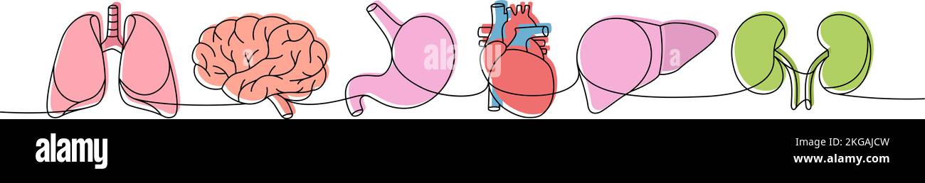 Set of human organ one line colored continuous drawing. Lungs, brain, stomach, heart, liver ...