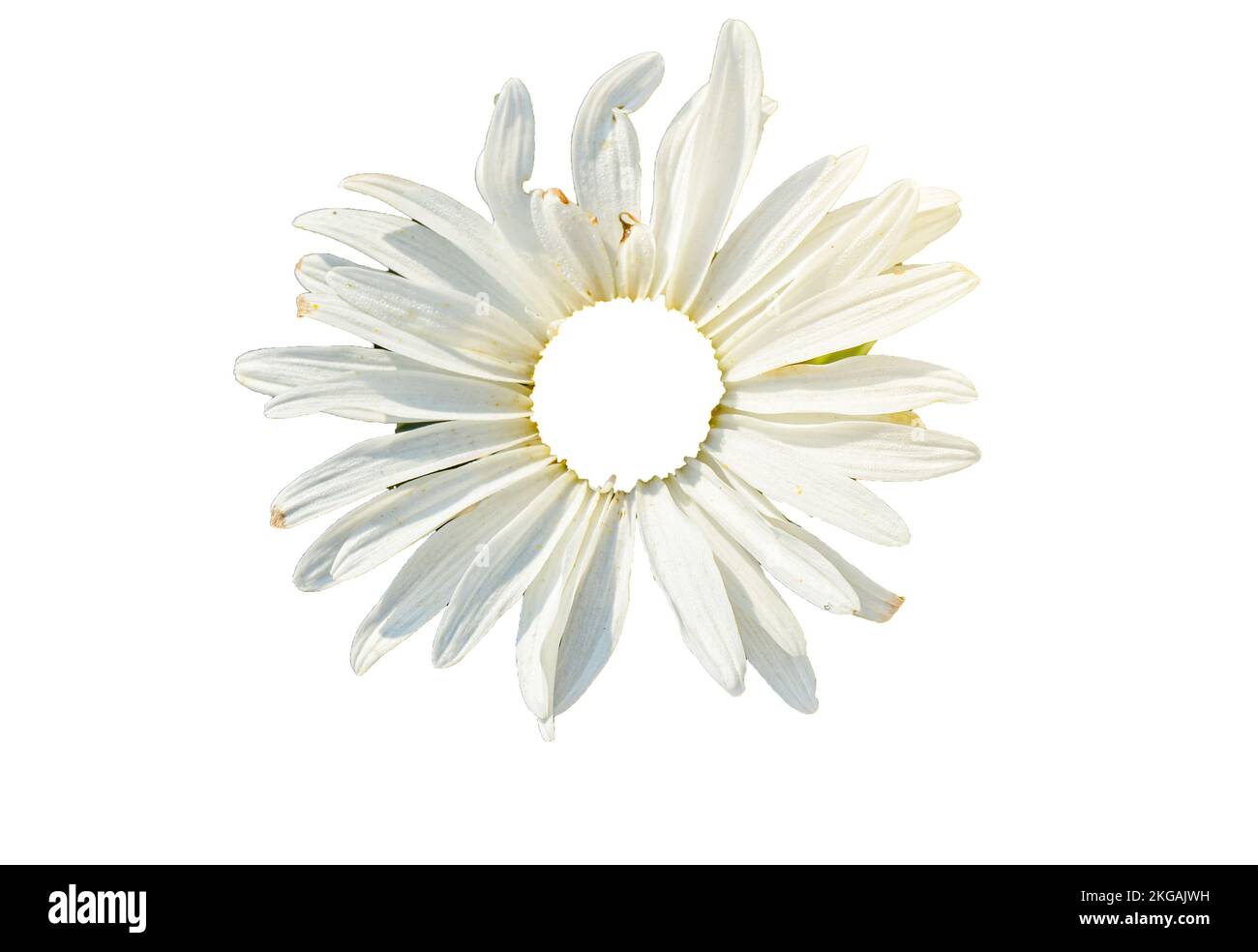 one daisy head surface close up flower isolated on white Stock Photo ...