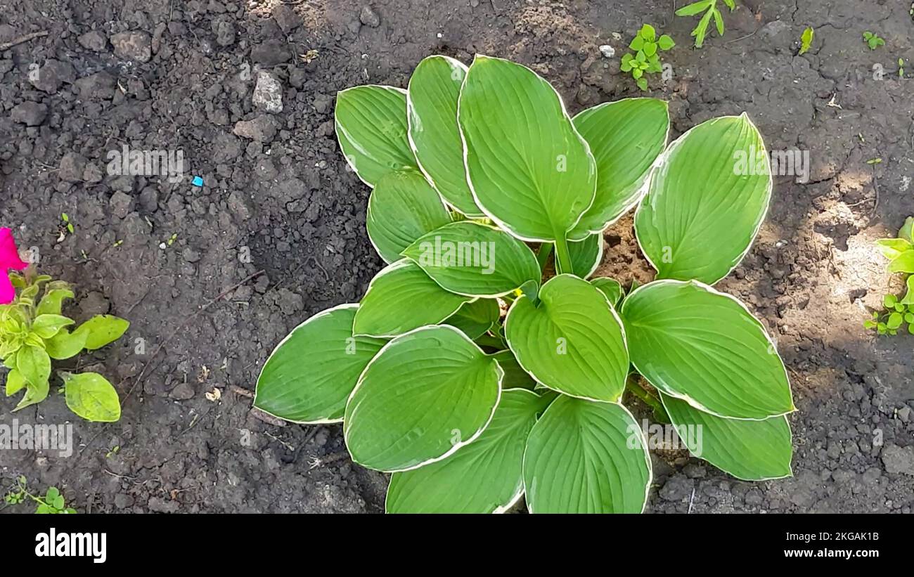 young plant host bush on a flower bed, soil background, green leaves of ...
