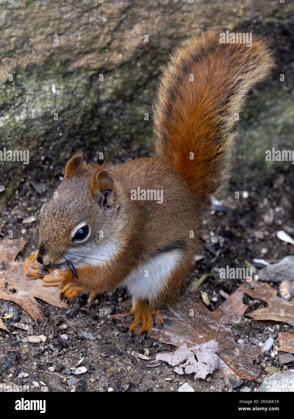 America red squirrel hi-res stock photography and images - Alamy