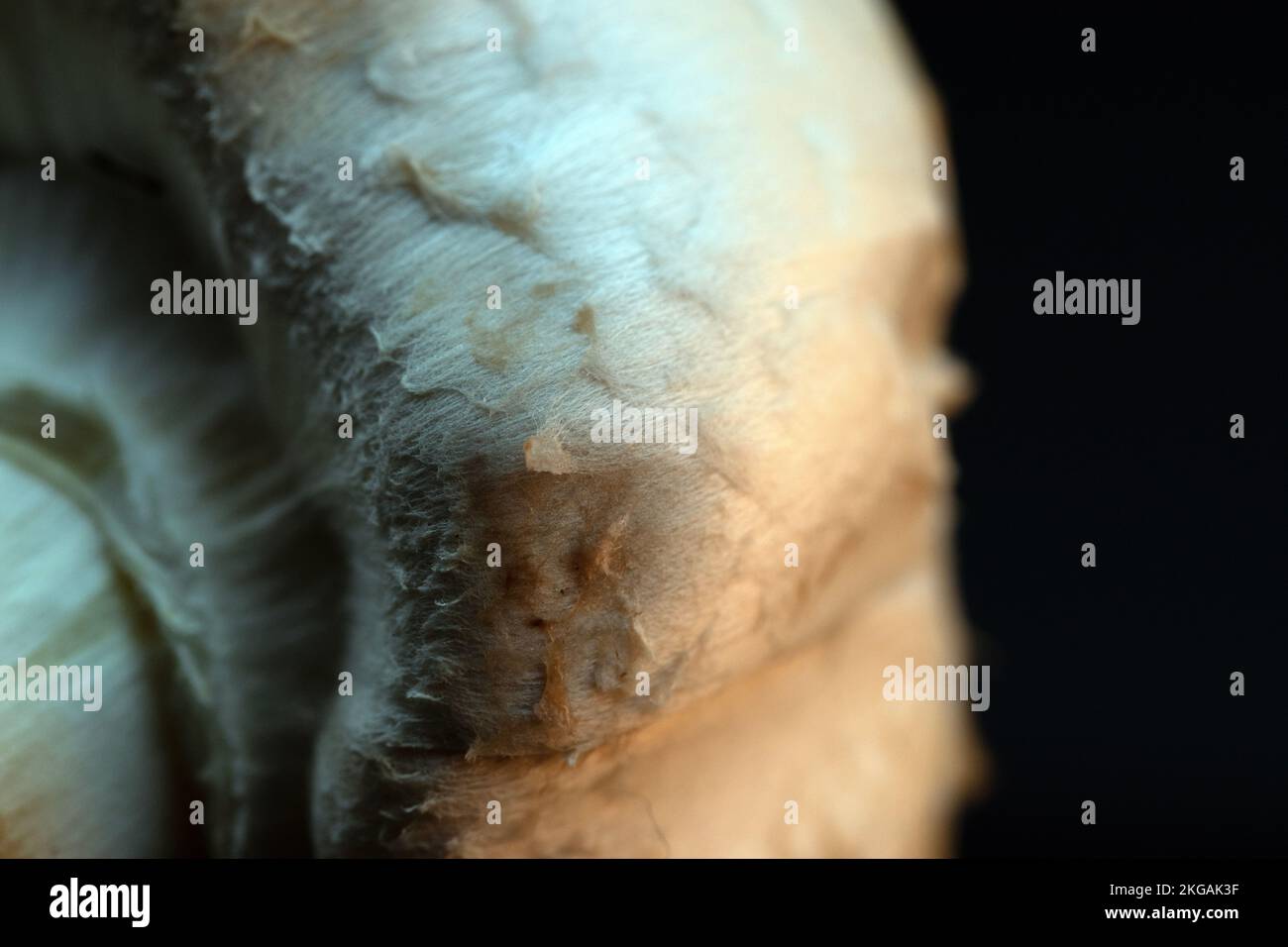 Macro view of white button mushrooms on black background with mud and ...