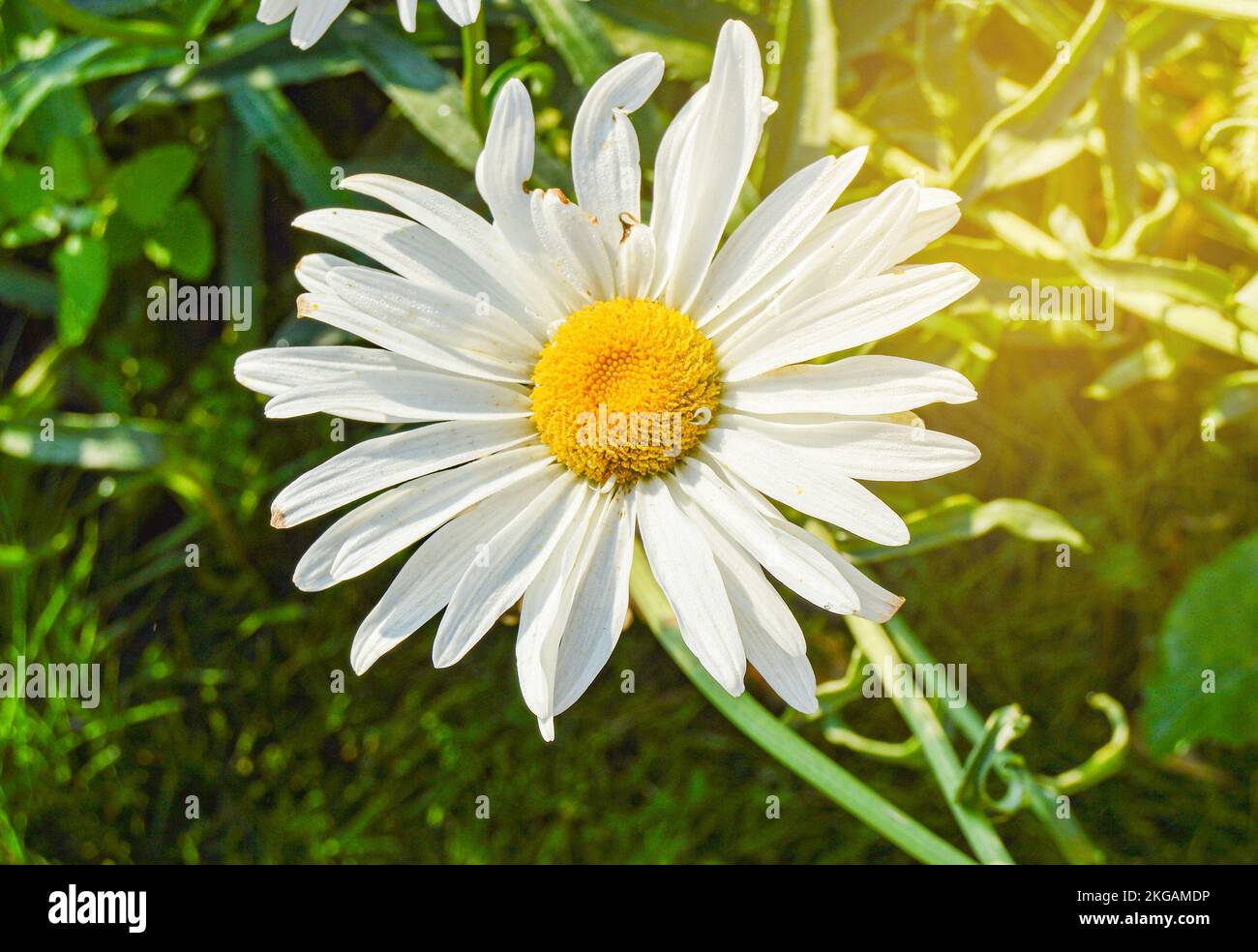 A beautiful daisy wheel in a summer field. Close-up of a bright sunny ...