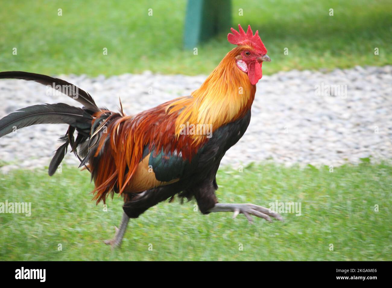 Rooster running hi-res stock photography and images - Alamy