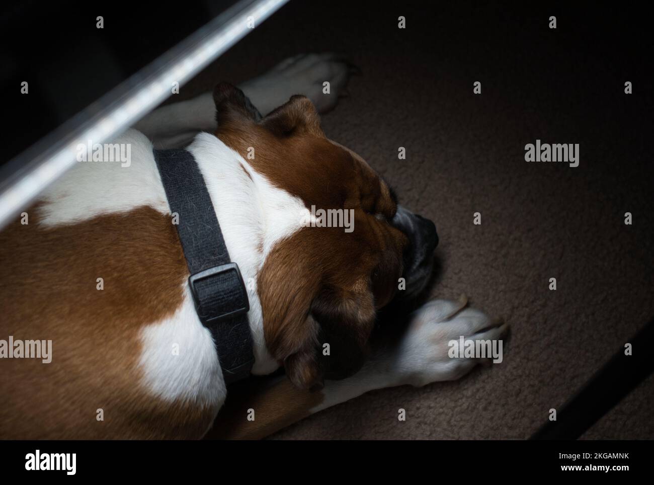 Male Boxer Dog Laying Down Stock Photo - Alamy