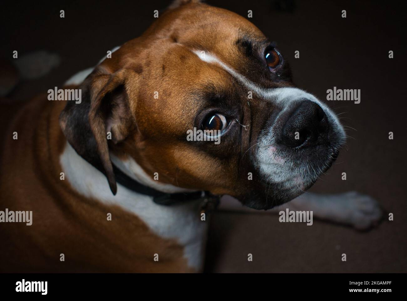 Male Boxer Dog Laying Down Stock Photo - Alamy