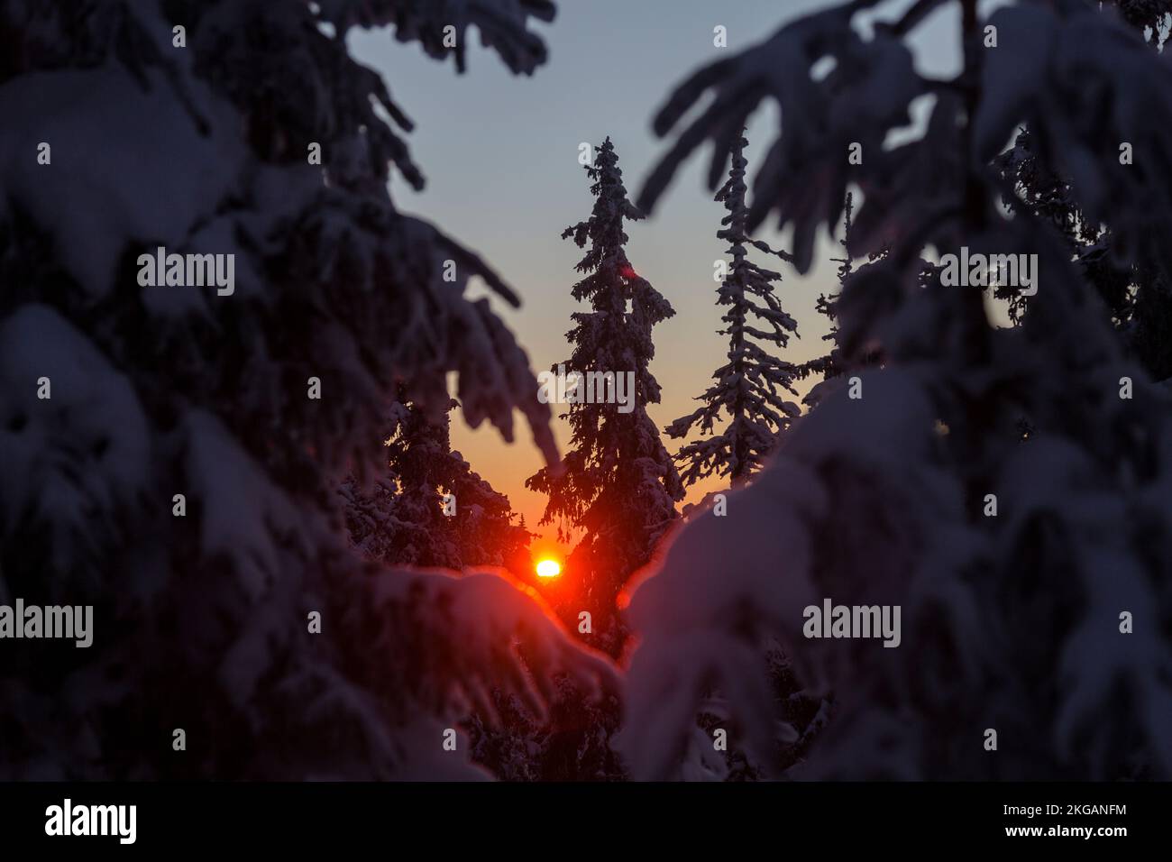 Christmas spruce trees covered with fresh snow with orange sunset sun ...