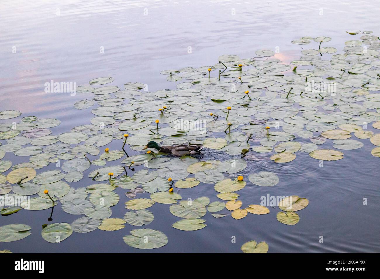 Duck swims in a pond filled with yellow water lilies, evening, sunset ...