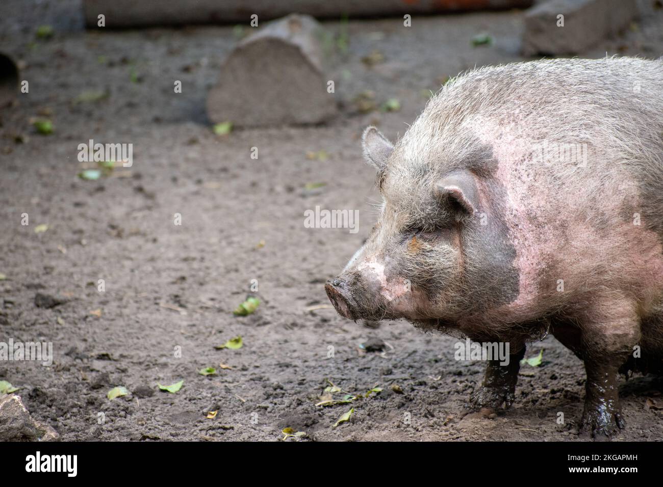 Adult Pot Bellied Pig