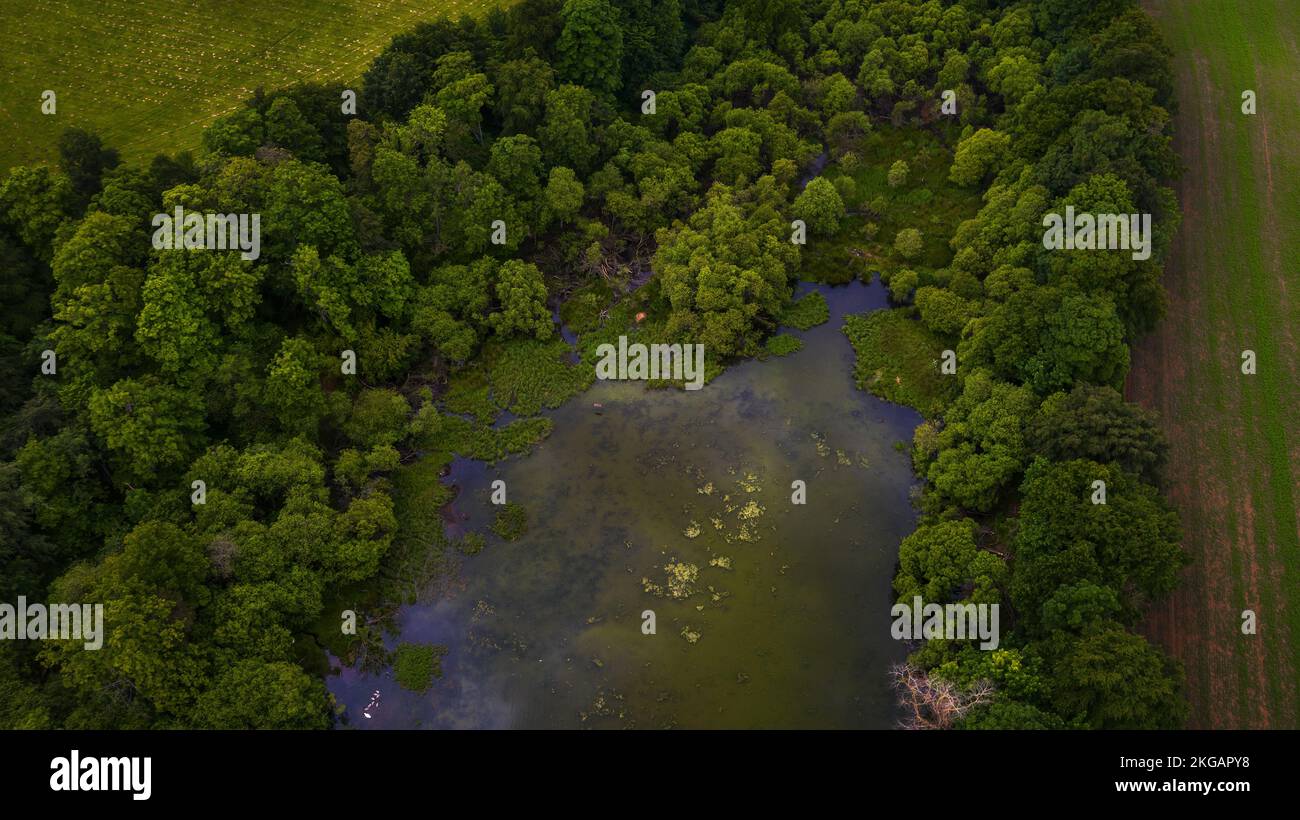 Swamp and trees on Scottish Highlands Stock Photo - Alamy