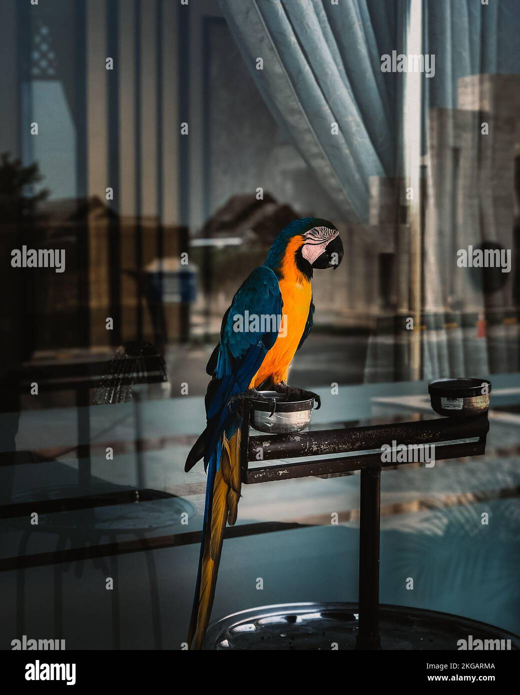 A vertical shot of a Blue-and-yellow Macaw bird perched on a feeder ...
