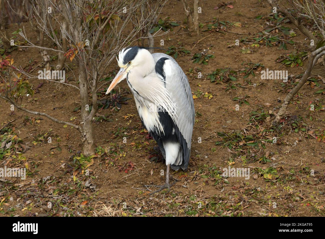Grey heron (Ardea cinerea) resting on one leg Stock Photo - Alamy
