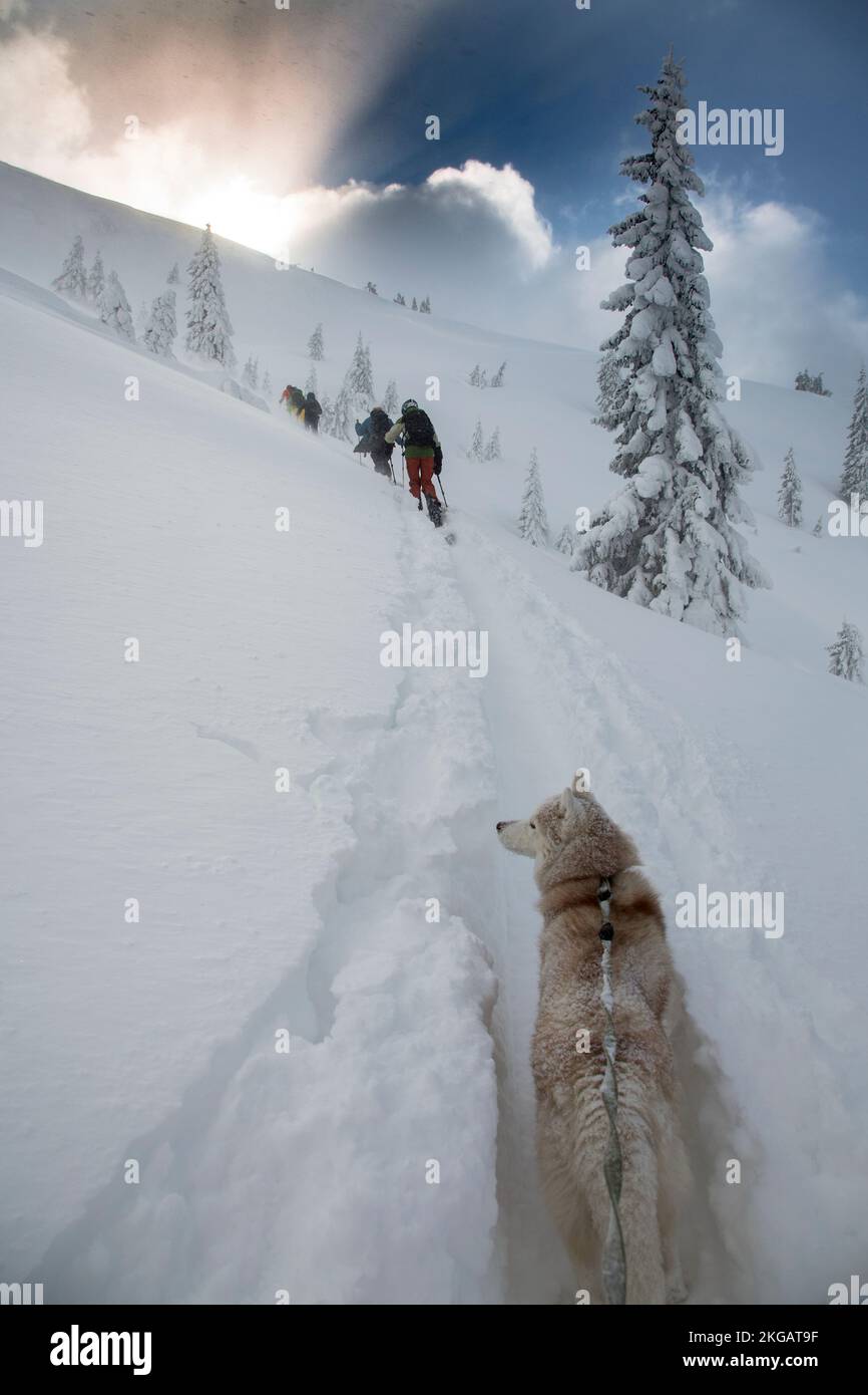 Ski tourist with a siberian husky dog skitouring to the top of a snow ...