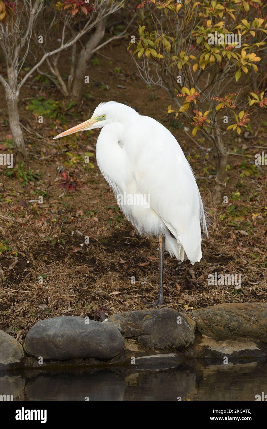 Great egret resting on one leg Stock Photo - Alamy