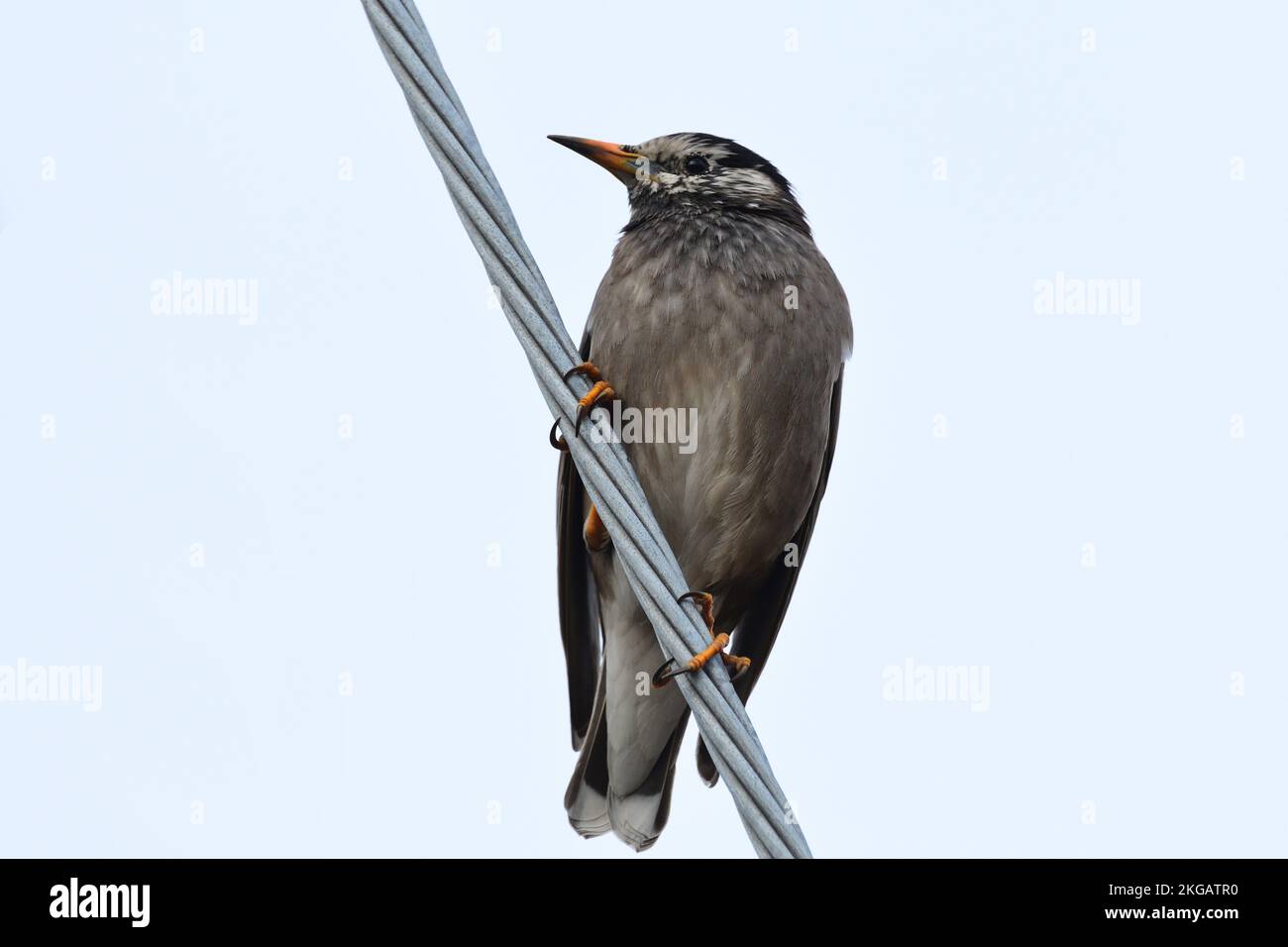 White-cheeked starling perching on the cable Stock Photo - Alamy