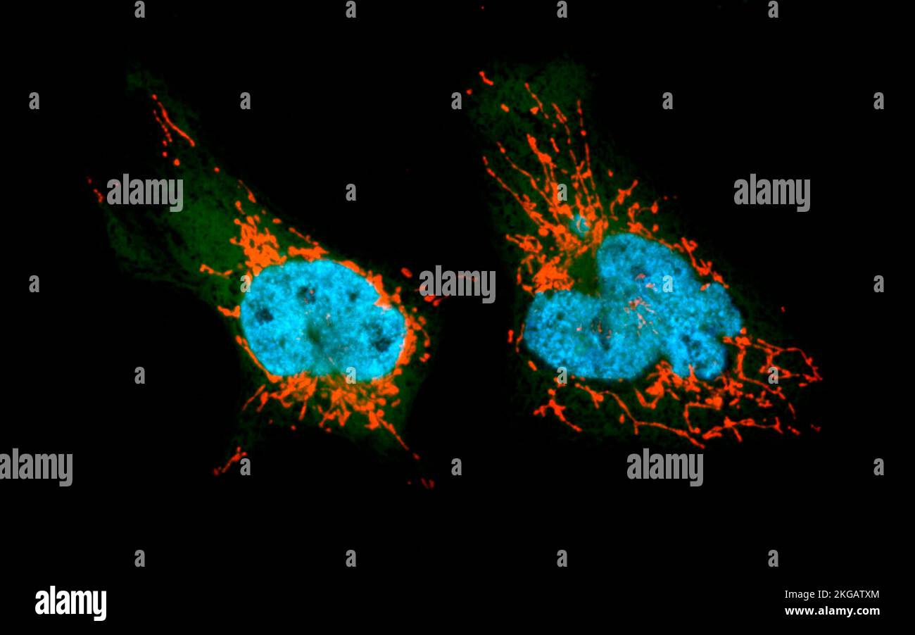 Cell anatomy, fluorescence light micrograph. The cell nuclei, which ...