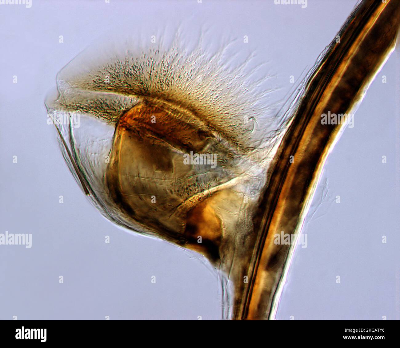 Light micrograph of the poison sac of a bee, part of its sting. The ...