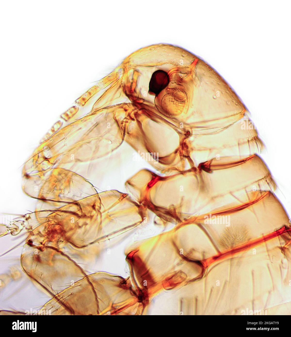 Light micrograph of the head and upper body of a male flea (order ...