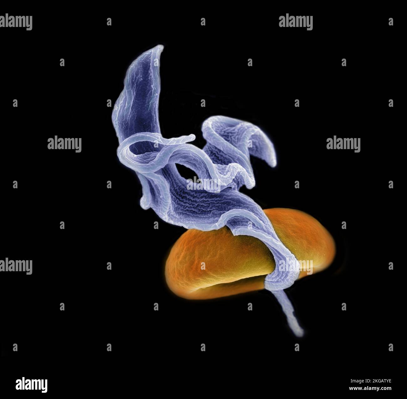 Coloured scanning electron micrograph (SEM) of Trypanosoma brucei ...