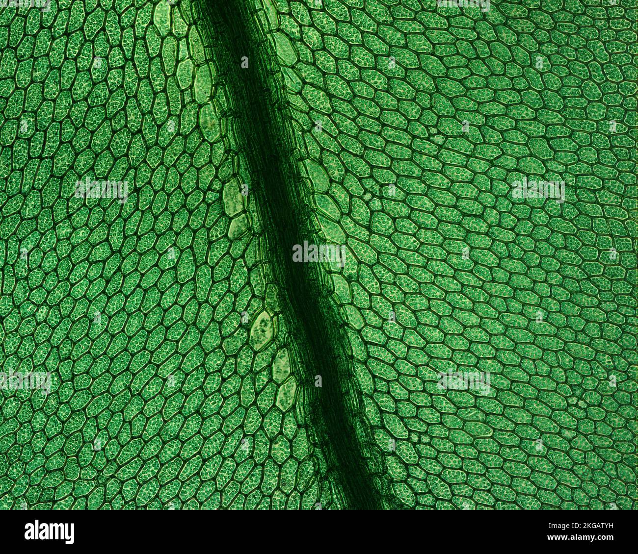 Moss (Mnium sp.) leaf, light micrograph Stock Photo - Alamy