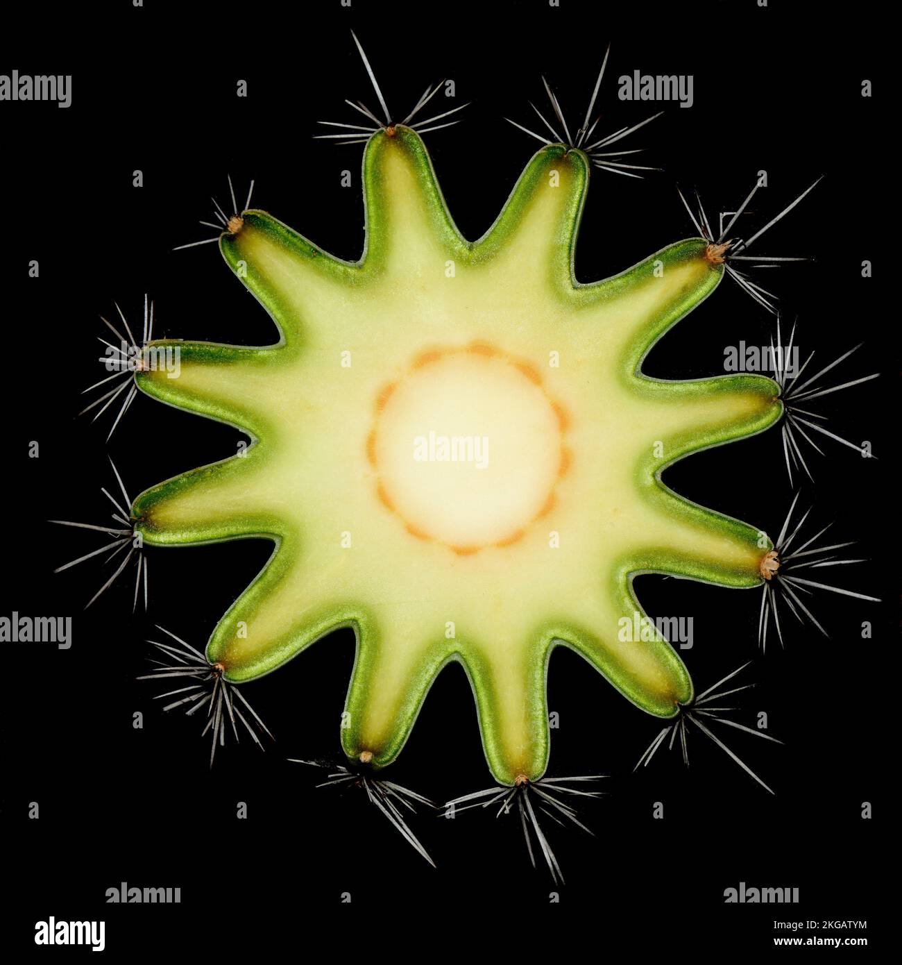 Cross-sectioned stem of a Pachycereus sp. cactus Stock Photo - Alamy