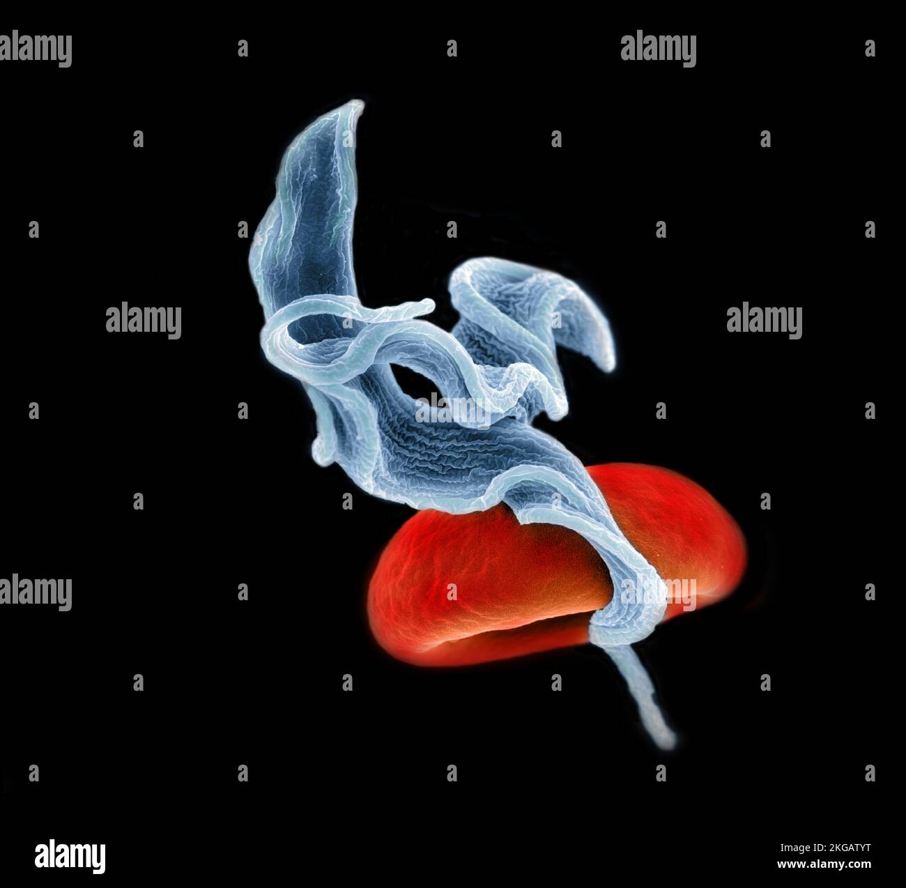 Coloured scanning electron micrograph (SEM) of Trypanosoma brucei ...