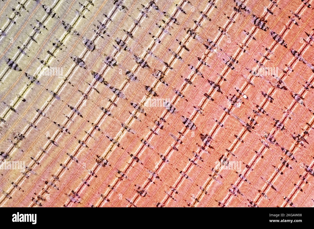 Coloured transmission electron micrograph (TEM) of a longitudinal section through skeletal, or ...