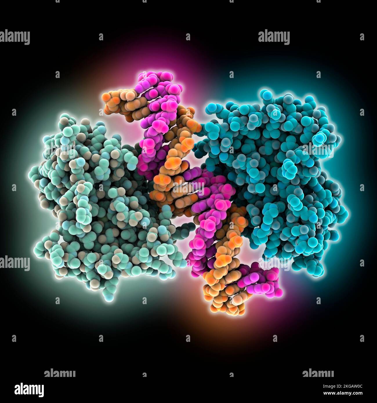 Human SAMD9 complexed with DNA, molecular model. The image shows the Sterile alpha motif domain ...