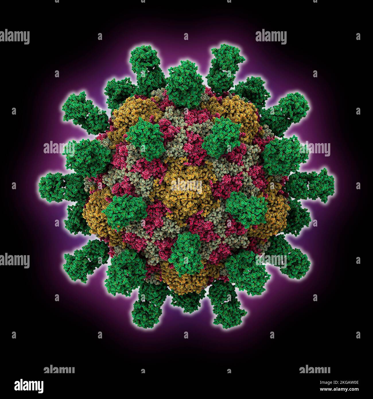 Poliovirus (Type 1 Mahoney) 135S particle, molecular model. The image ...