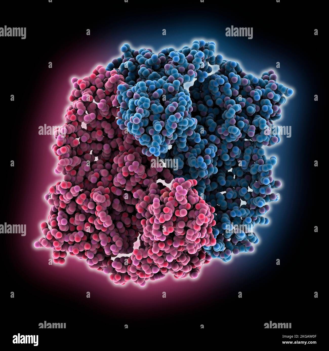 DNA topoisomerase, molecular model. Topoisomerases are enzymes ...