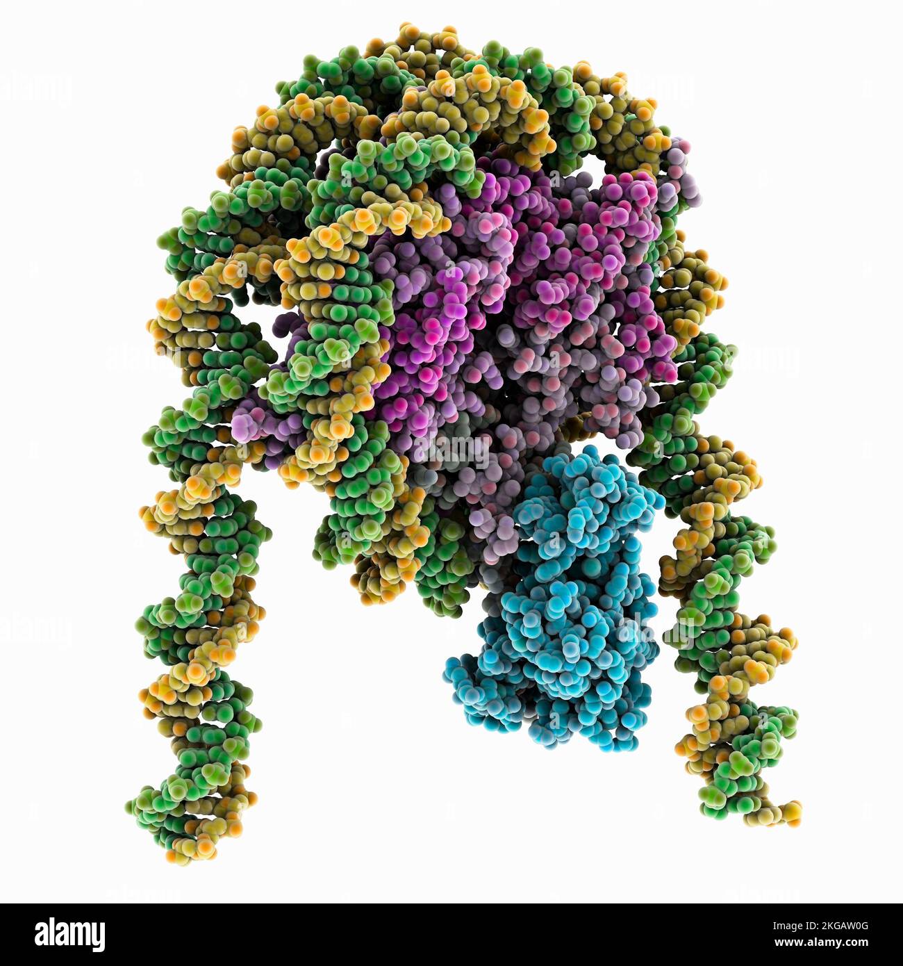 NSD2 mutant bound to human nucleosome, molecular model. The image shows ...