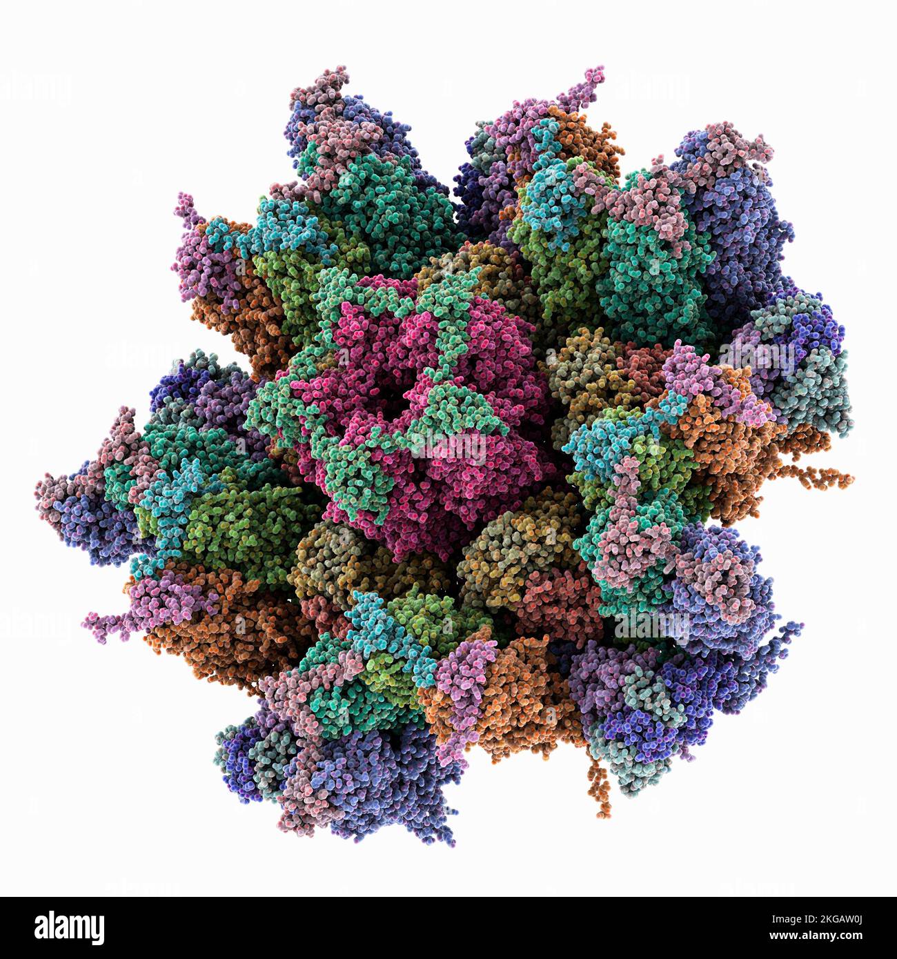 Epstein-Barr virus capsid, molecular model. The image shows the capsid ...