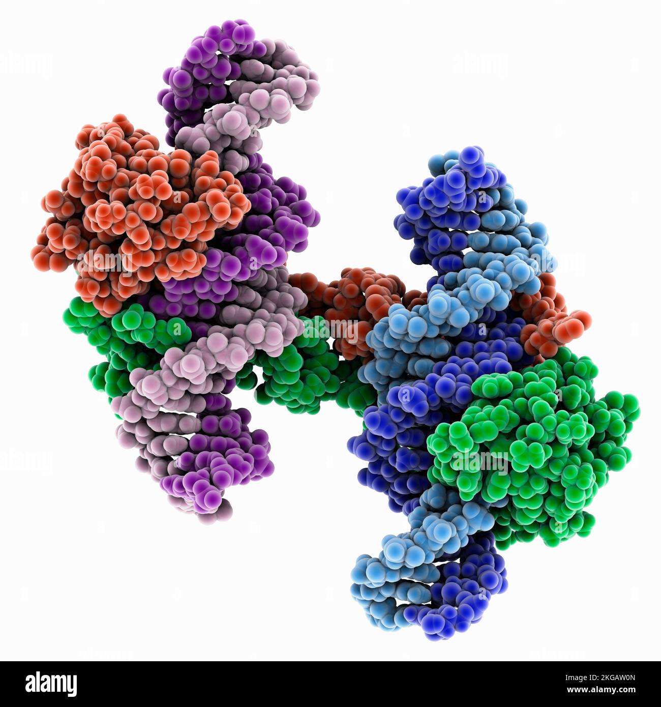 DUX4 domain complexed with DNA, molecular model. The image shows DUX4 ...