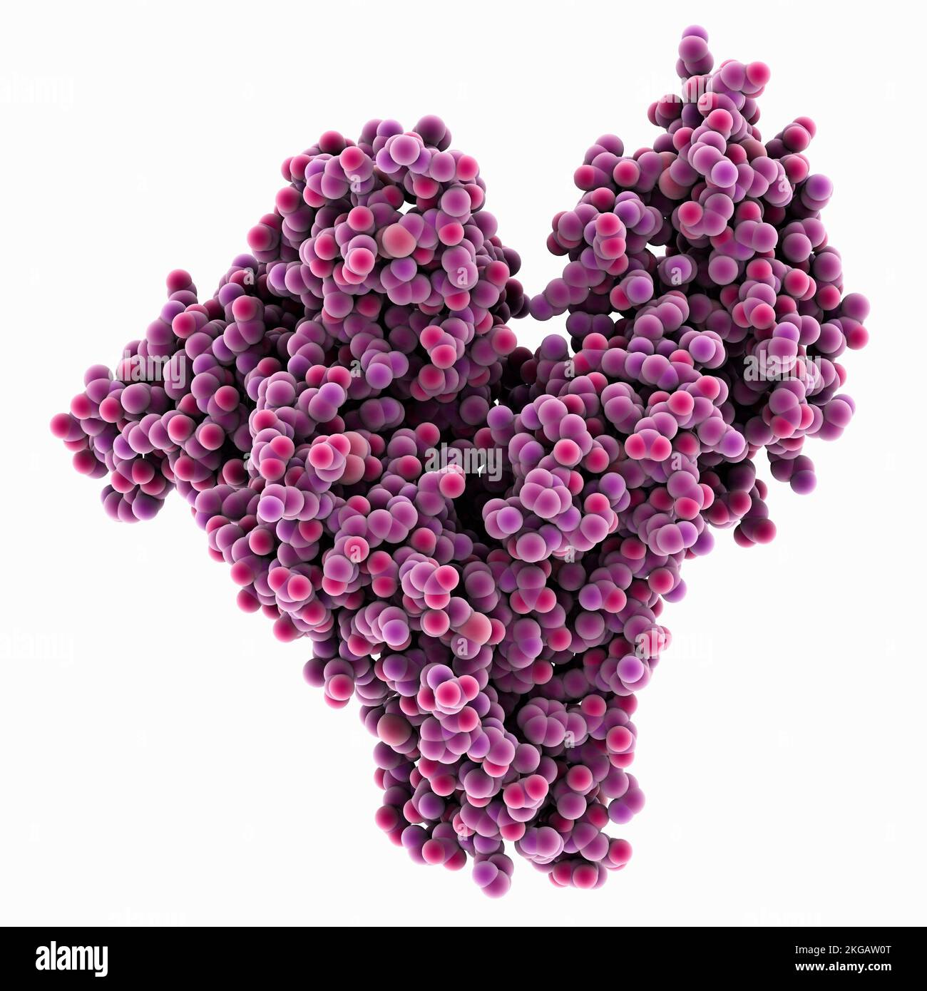 Human serum albumin, molecular model. The image shows human serum ...