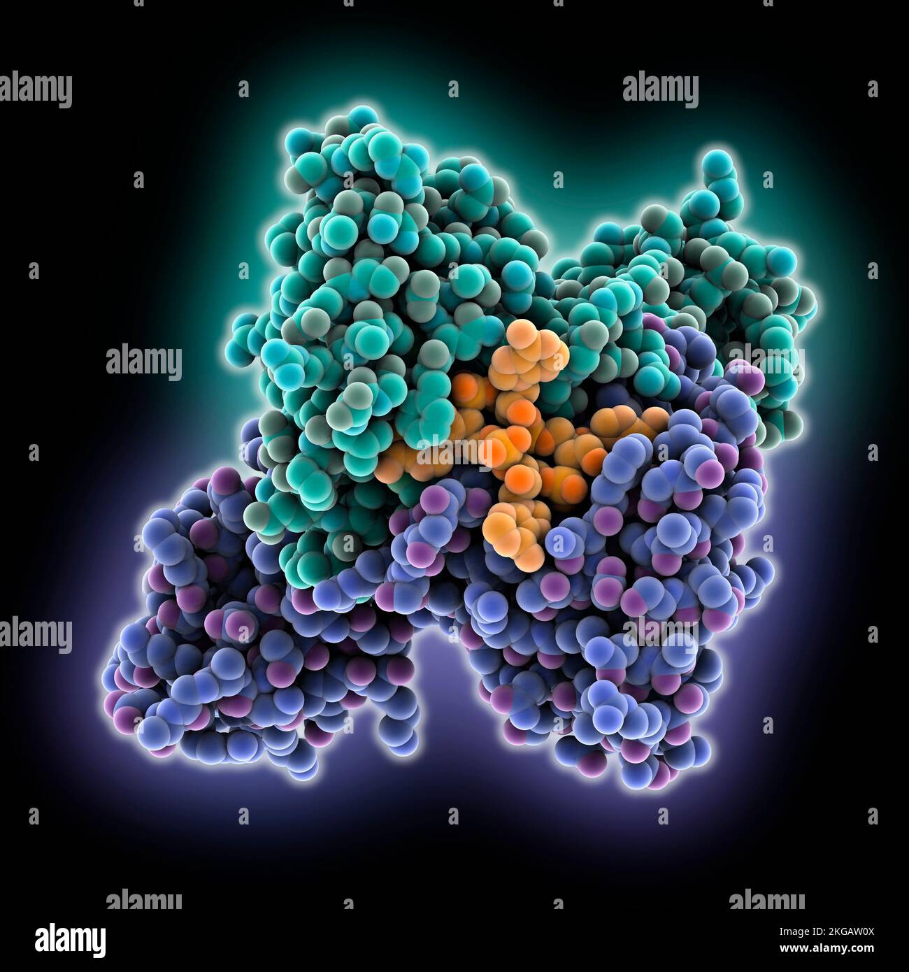 CRISPR-associated transcription factor complex, molecular model. The ...
