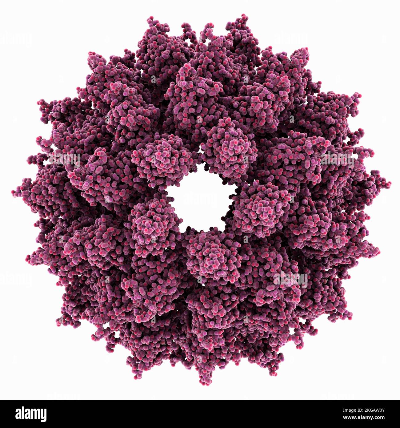 Alfalfa mosaic virus capsid, molecular model. The image shows the ...