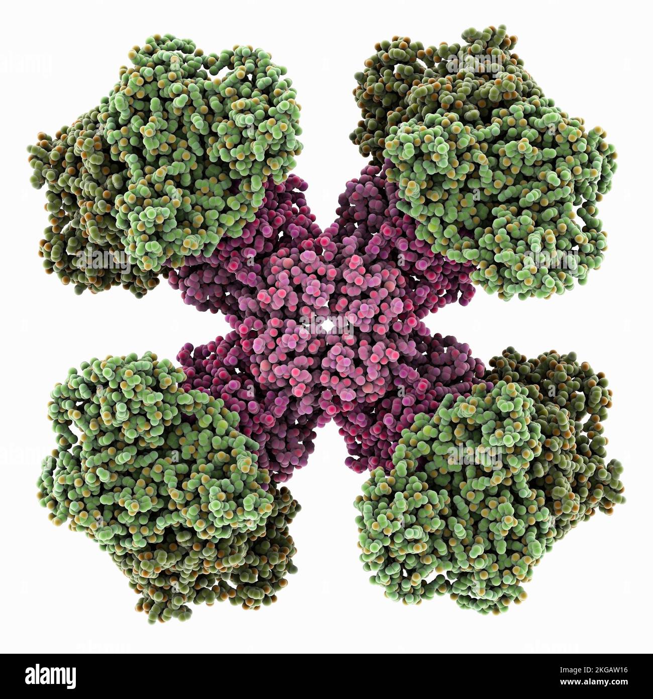 Acetohydroxyacid synthase from Arabidopsis thaliana, molecular model ...