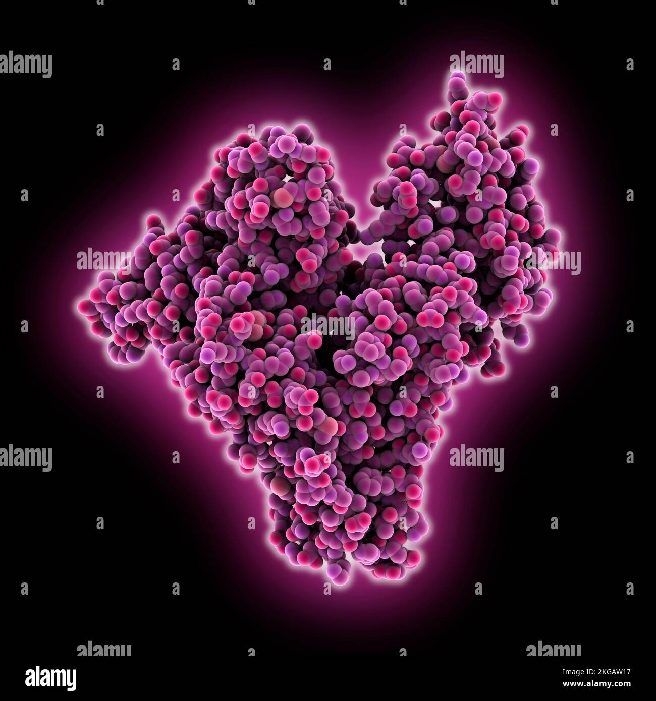 Human serum albumin, molecular model. The image shows human serum ...
