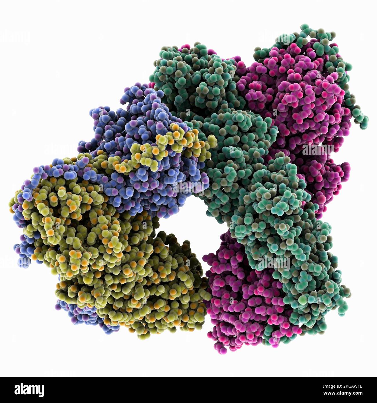 Human mitochondrial heat shock protein Hsp90, molecular model. The ...