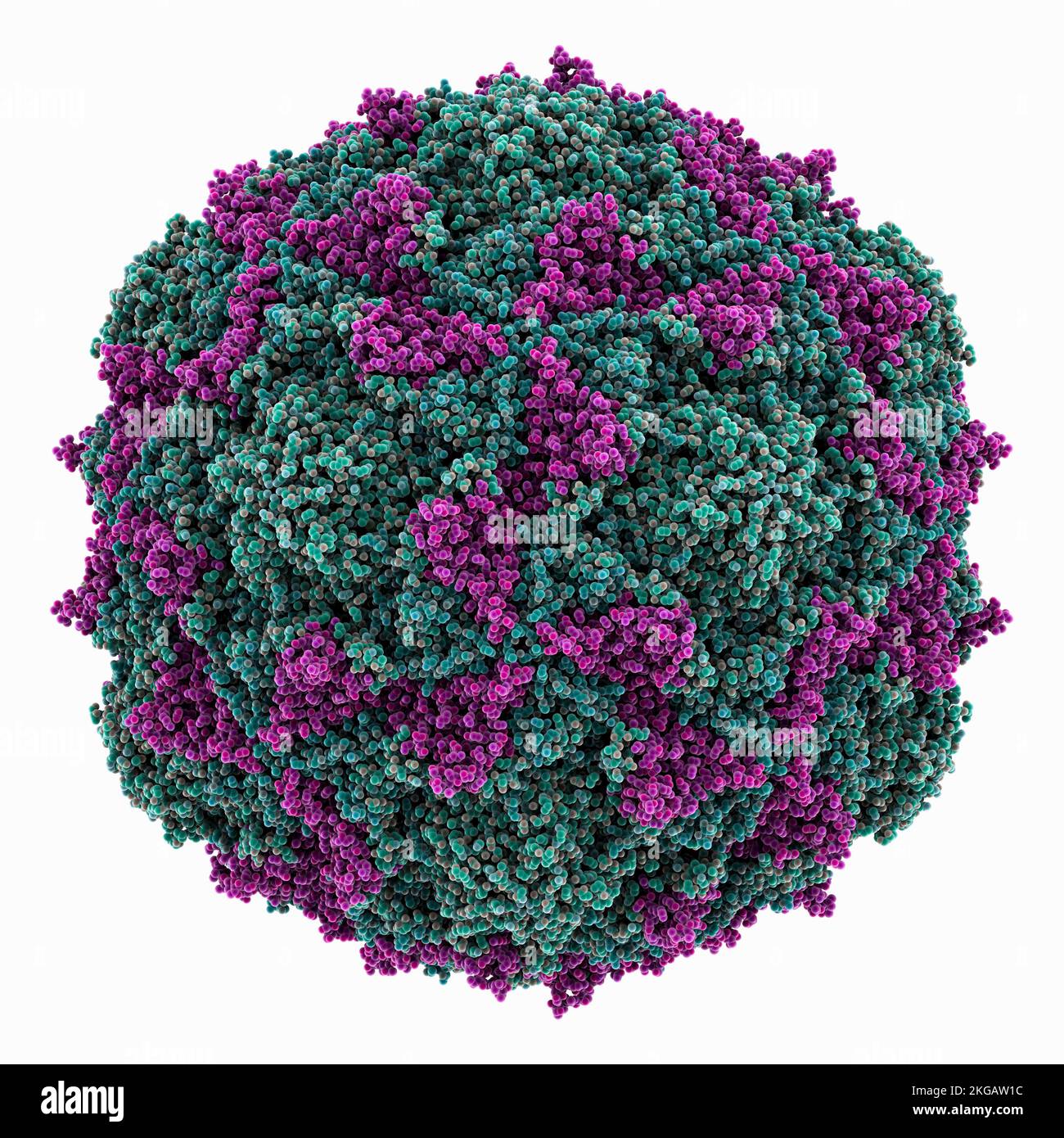 Poliovirus type 3 capsid (strain Saukett), molecular model. The image ...