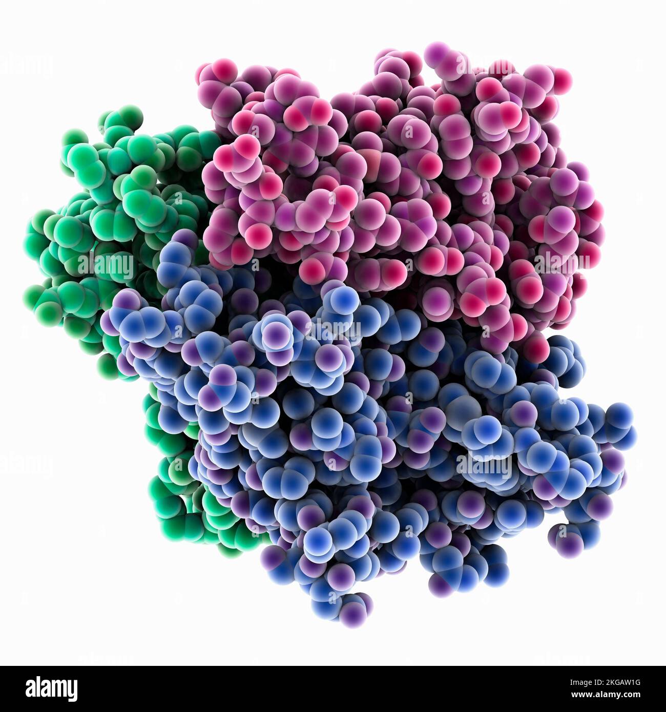 Zebrafish tumour necrosis factor alpha, molecular model. The image ...