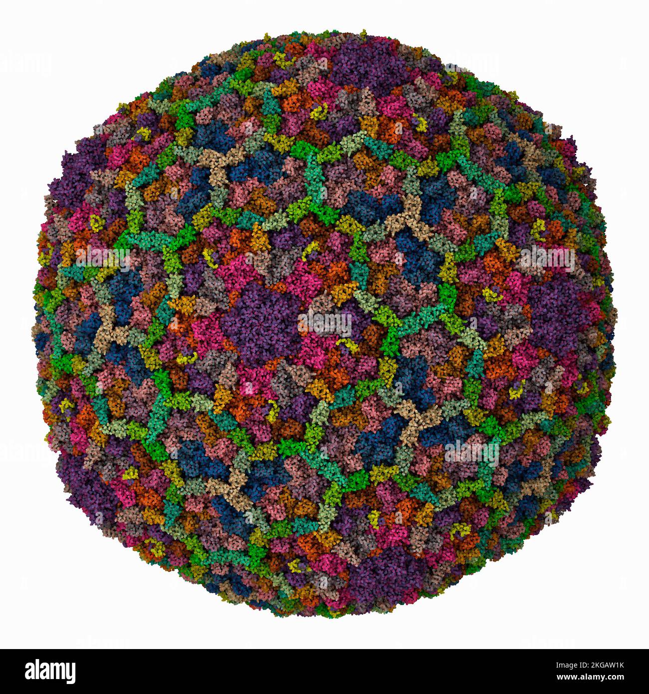 Bacteriophage T4 capsid, molecular model. The image shows the structure ...