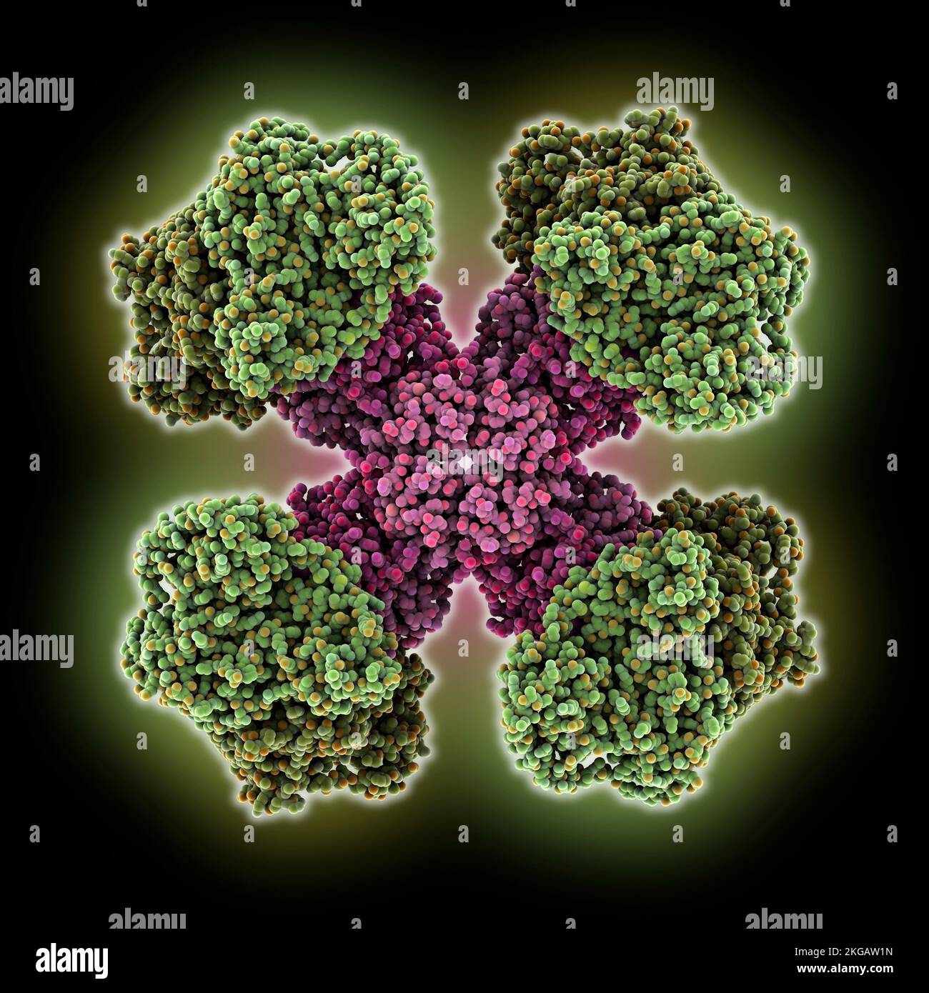 Acetohydroxyacid synthase from Arabidopsis thaliana, molecular model ...