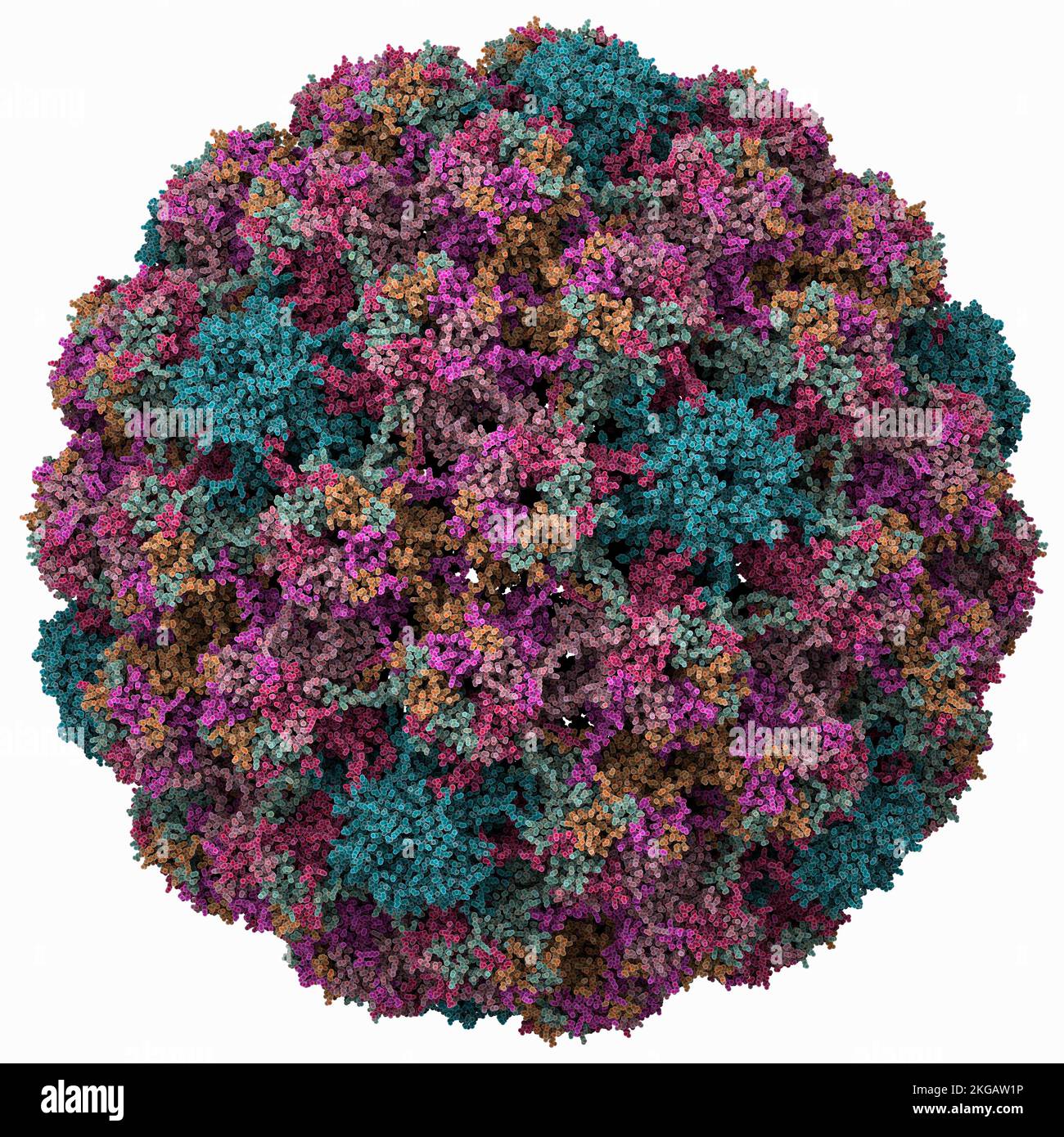 Murine papillomavirus capsid, molecular model. The image shows the ...