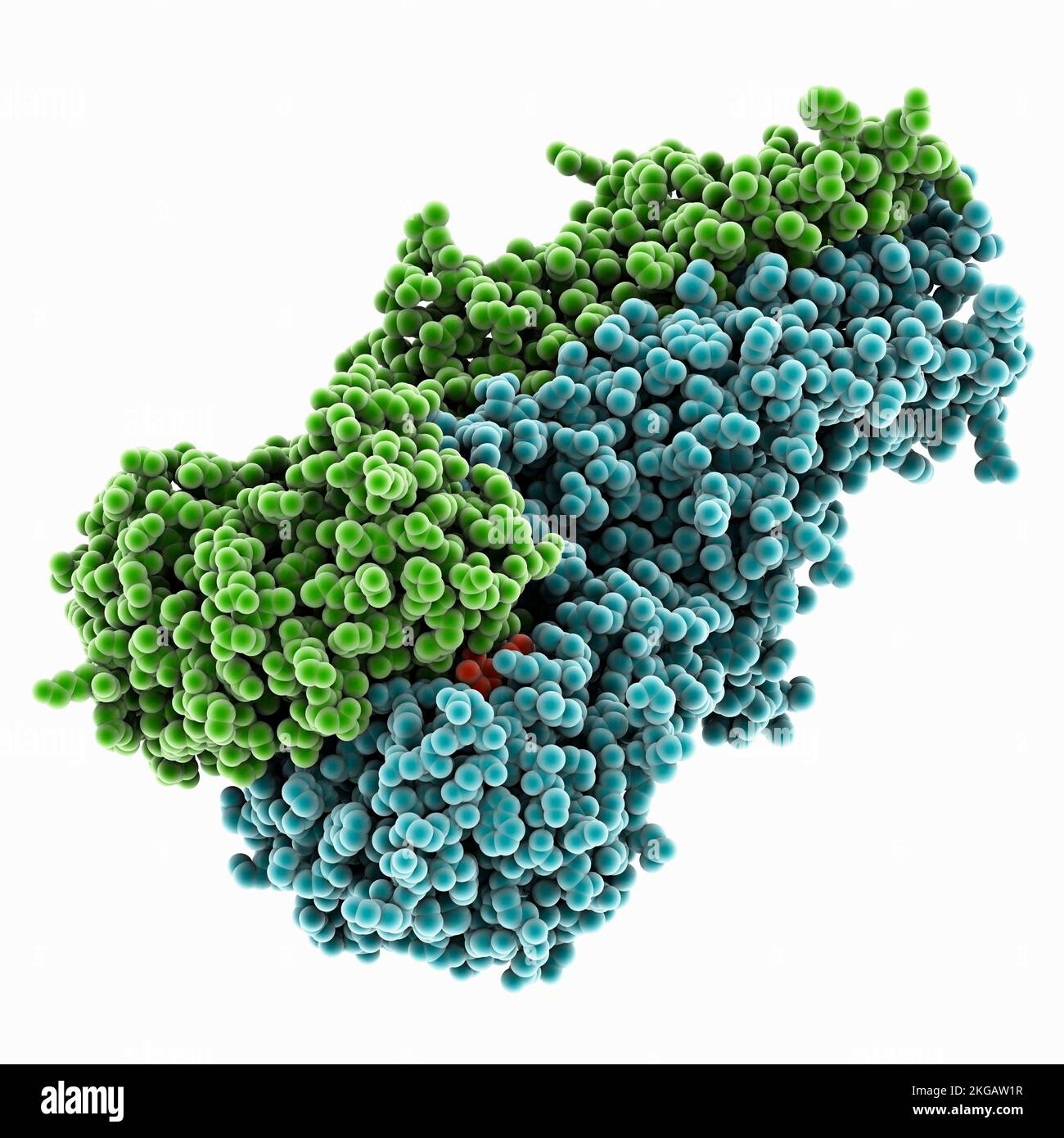 Human peroxisomal fatty acid transporterATP-bound human peroxisomal ...