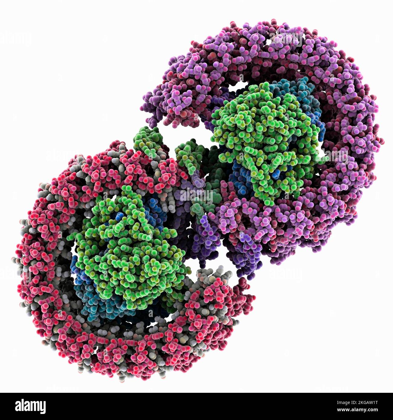 Dimeric light harvesting complex, molecular model. The image shows the ...